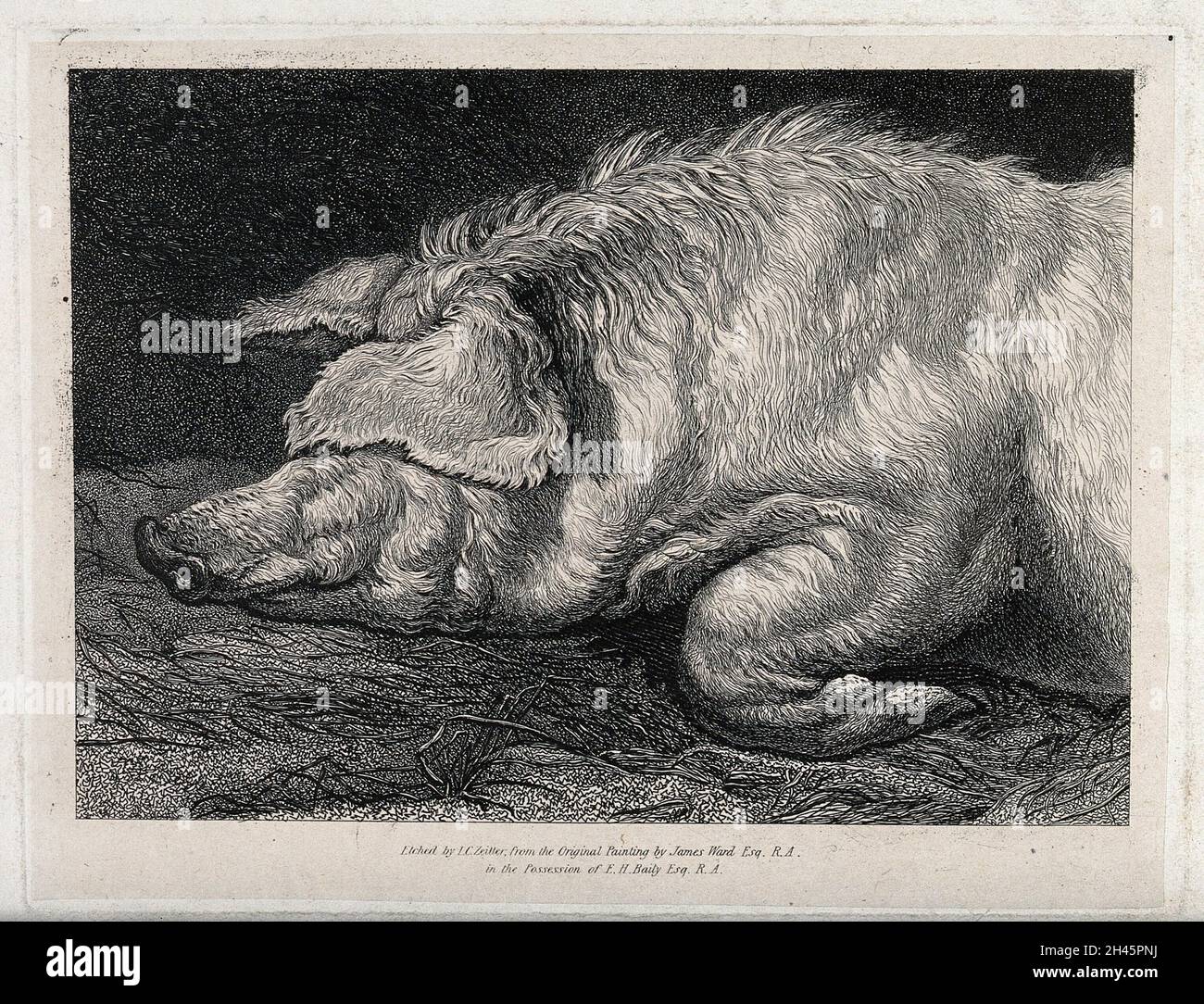 Sleeping pig ward hi-res stock photography and images - Alamy