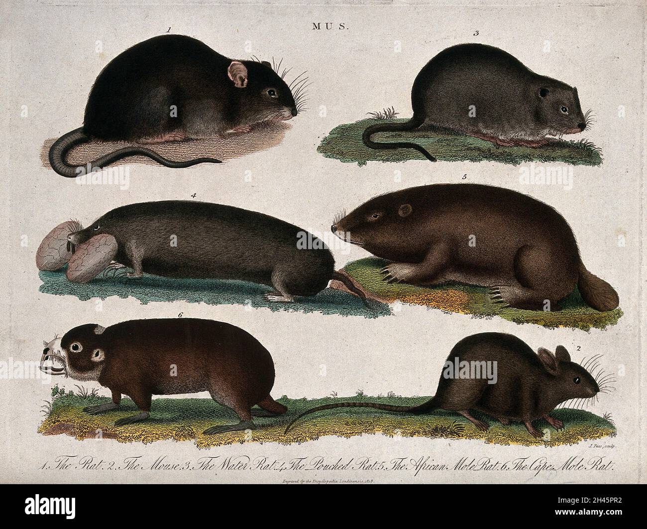 Top left, a rat; top right, a mouse; centre left, a water rat; centre ...