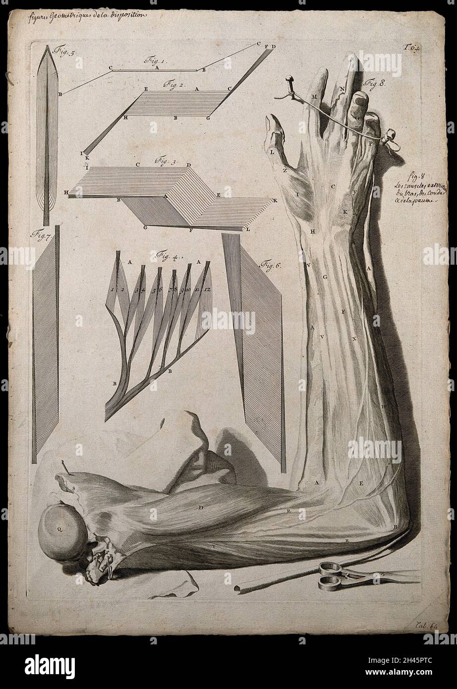 The muscles of the arm and palm of the hand and geometrical diagrams of ...