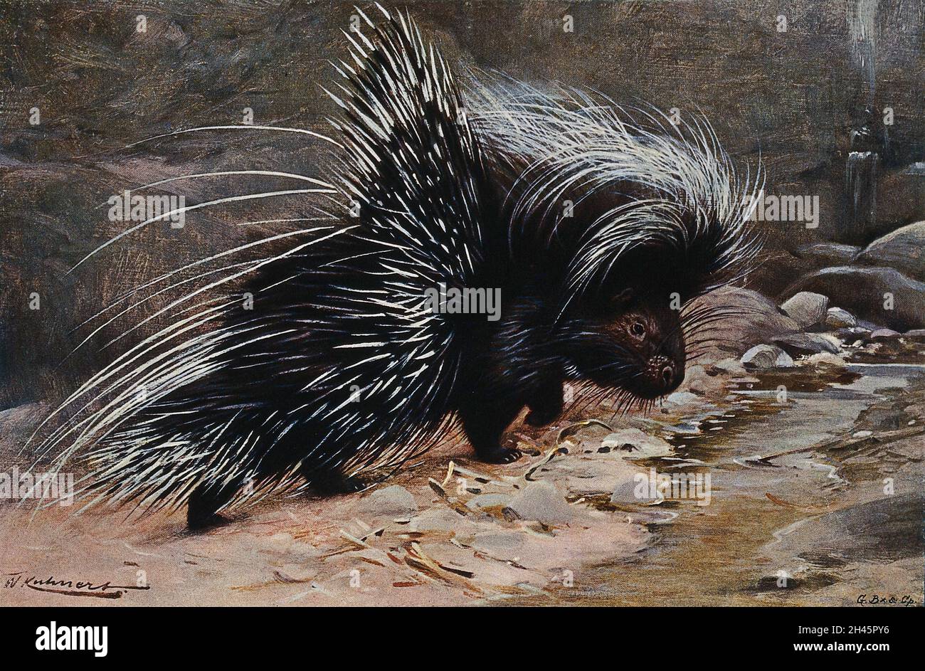 A Crested Porcupine Colour Lithograph After W Kuhnert Stock Photo Alamy