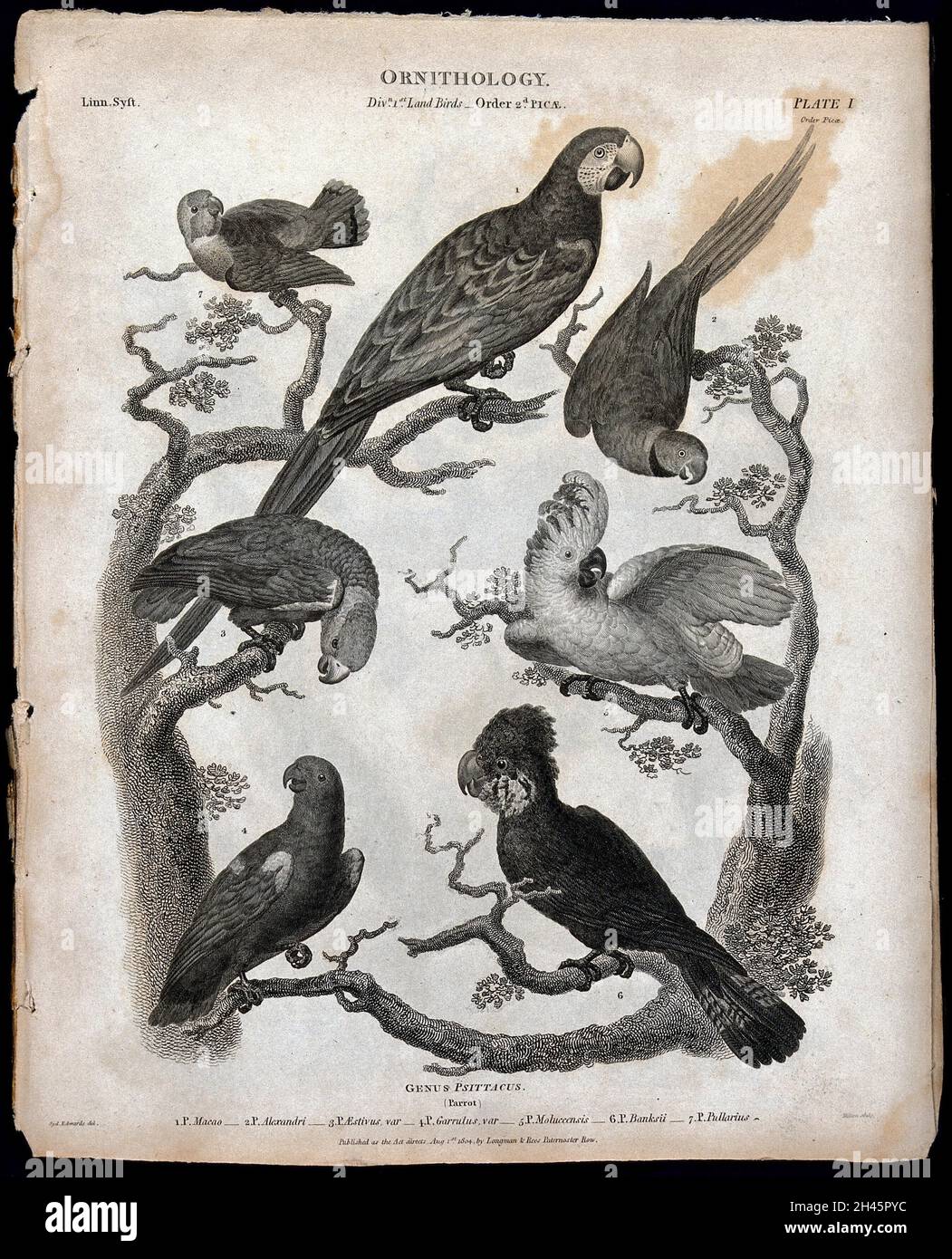 Seven parrots of the order Psittaciformes. Line engraving by Milton ...
