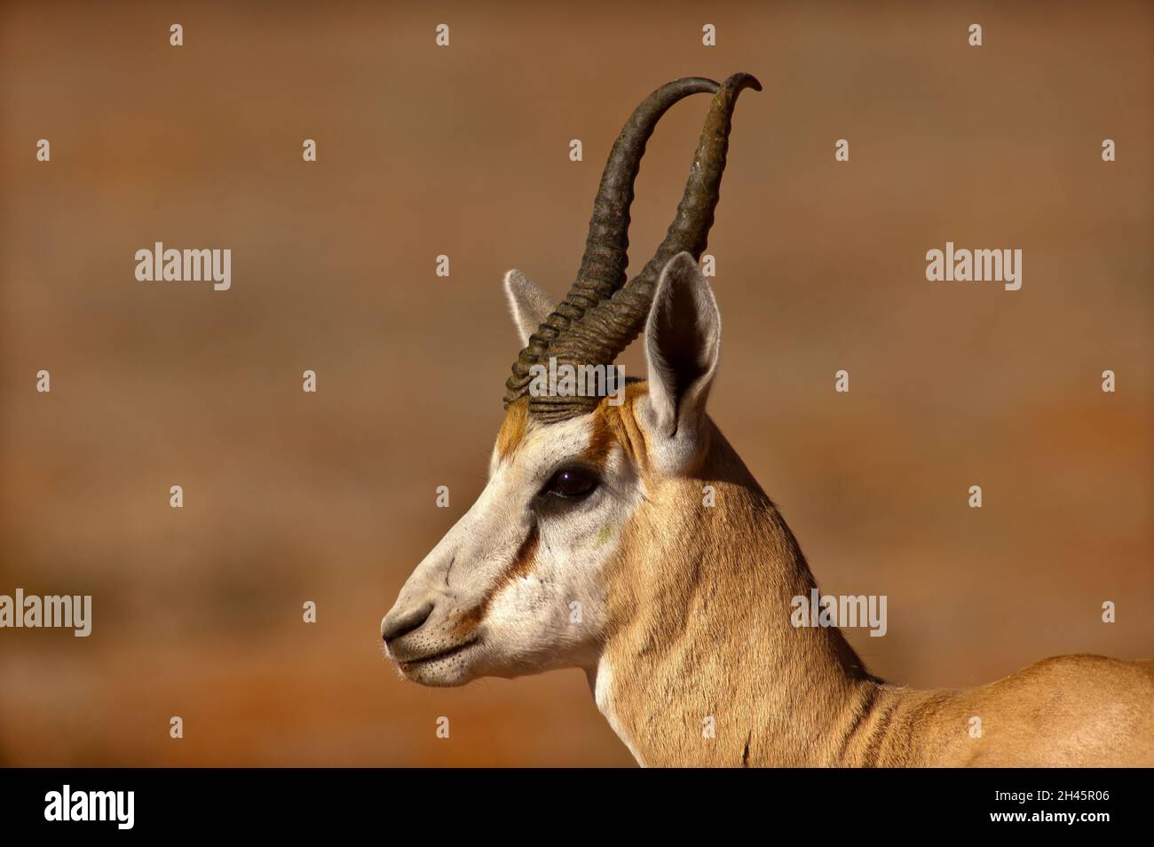 Springbok antelope at Kgalagadi Transfontier Park, South Africa Stock ...