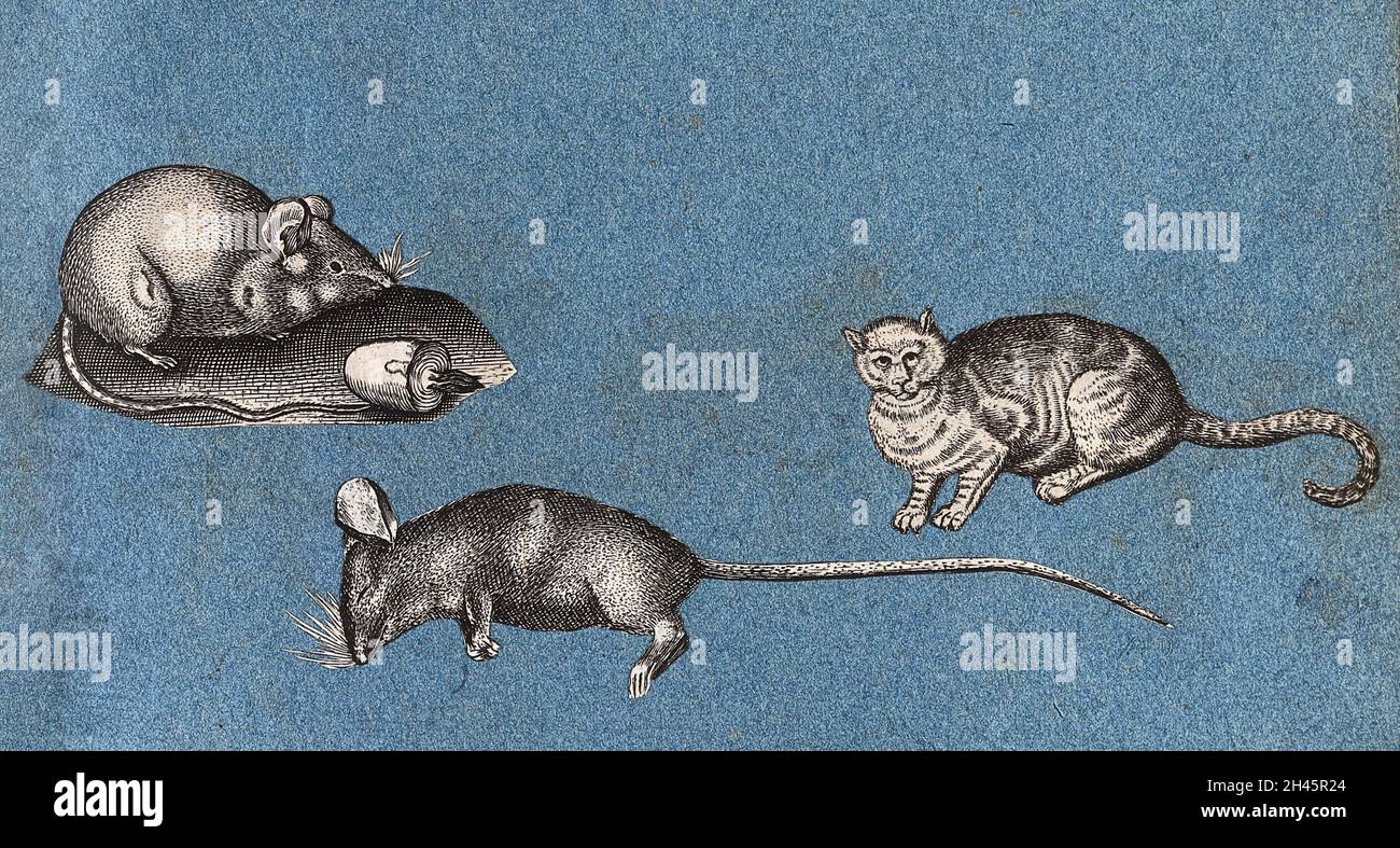 Two dead mice hi-res stock photography and images - Alamy