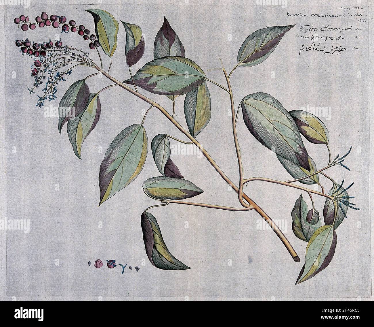 Fever bark (Croton coccineum Willd.): branch with flowers and fruit and ...