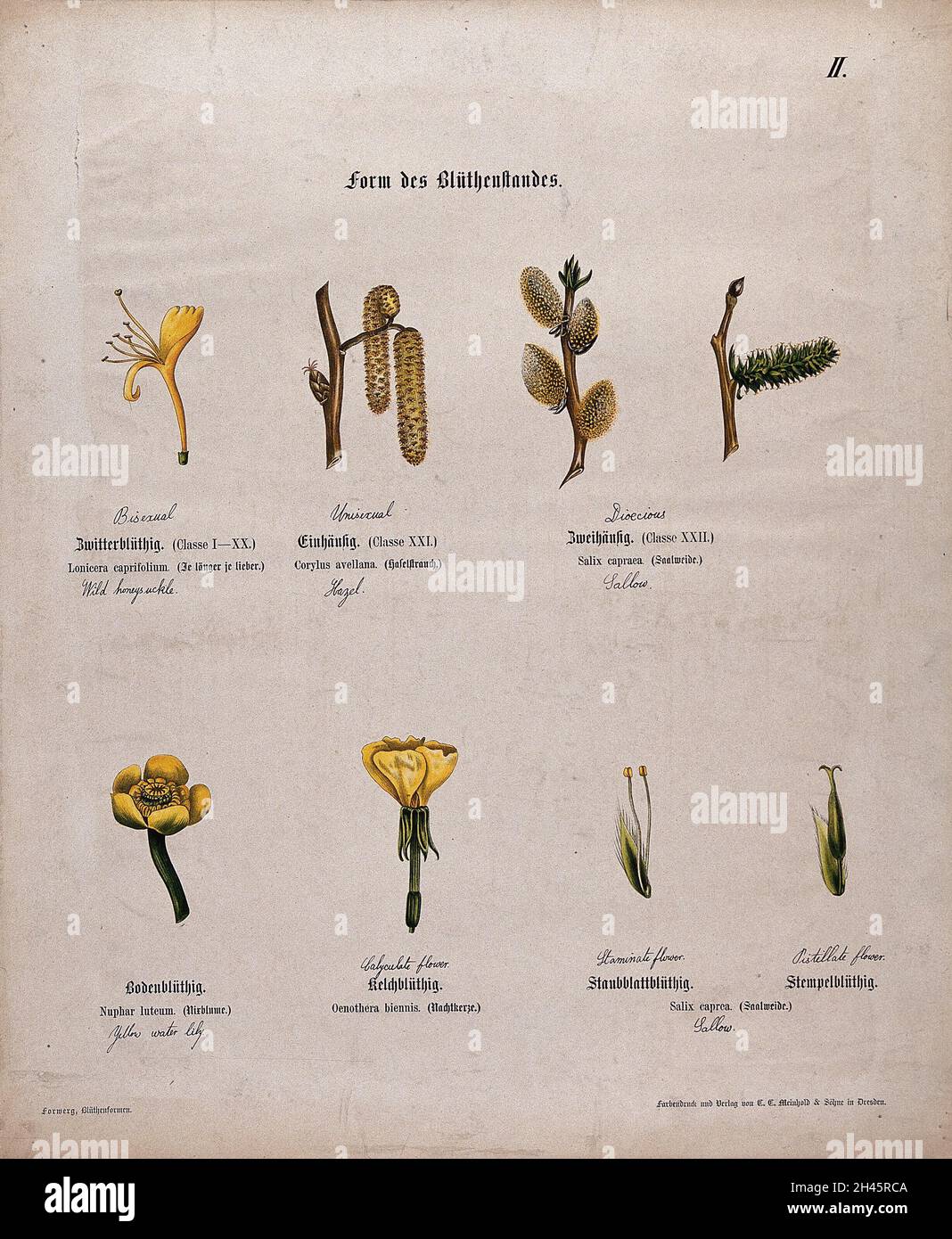 Eight different flowers hi-res stock photography and images - Alamy