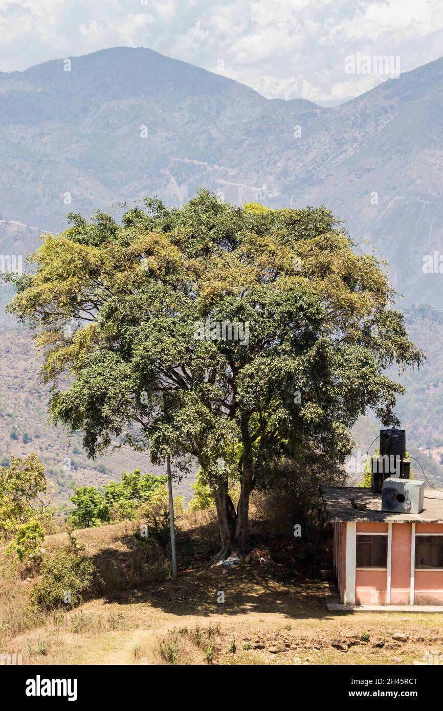 A single tree stands alone at Batase Dada, Tansen, Palpa, Nepal with ...