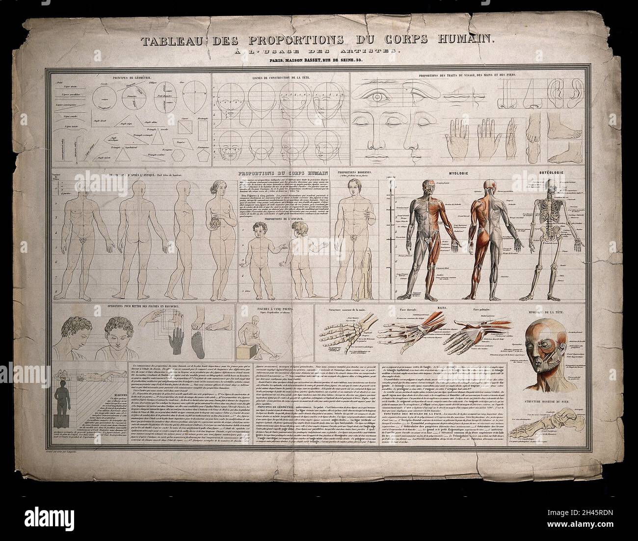 Diagrams of the human body, proportional figures, écorchés etc., for ...