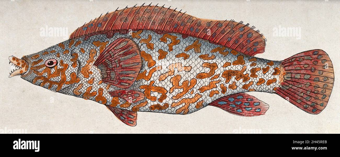 A mottled fish. Coloured etching Stock Photo - Alamy