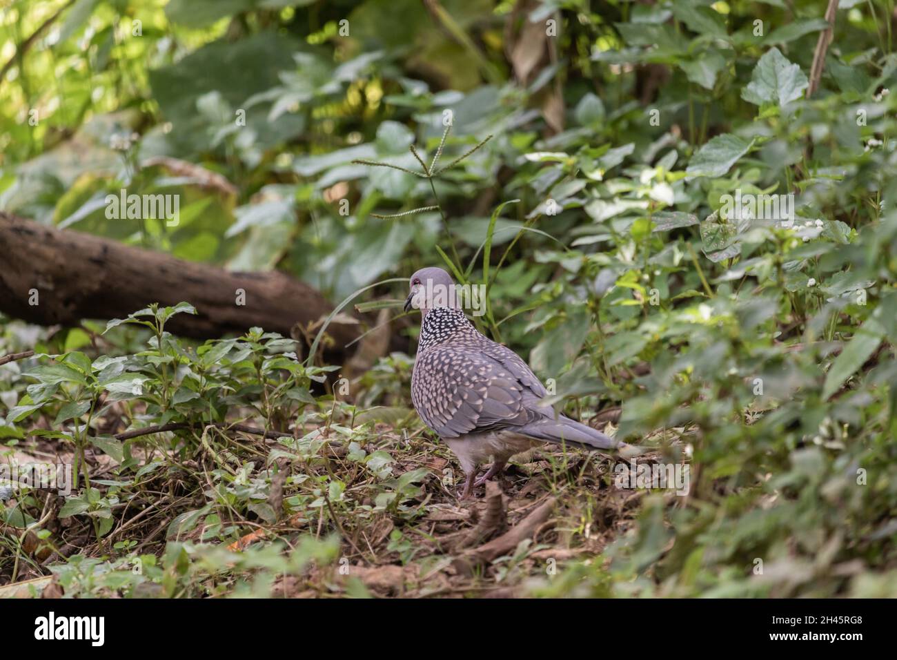 The spotted dove (Spilopelia chinensis), small long-tailed pigeon ...