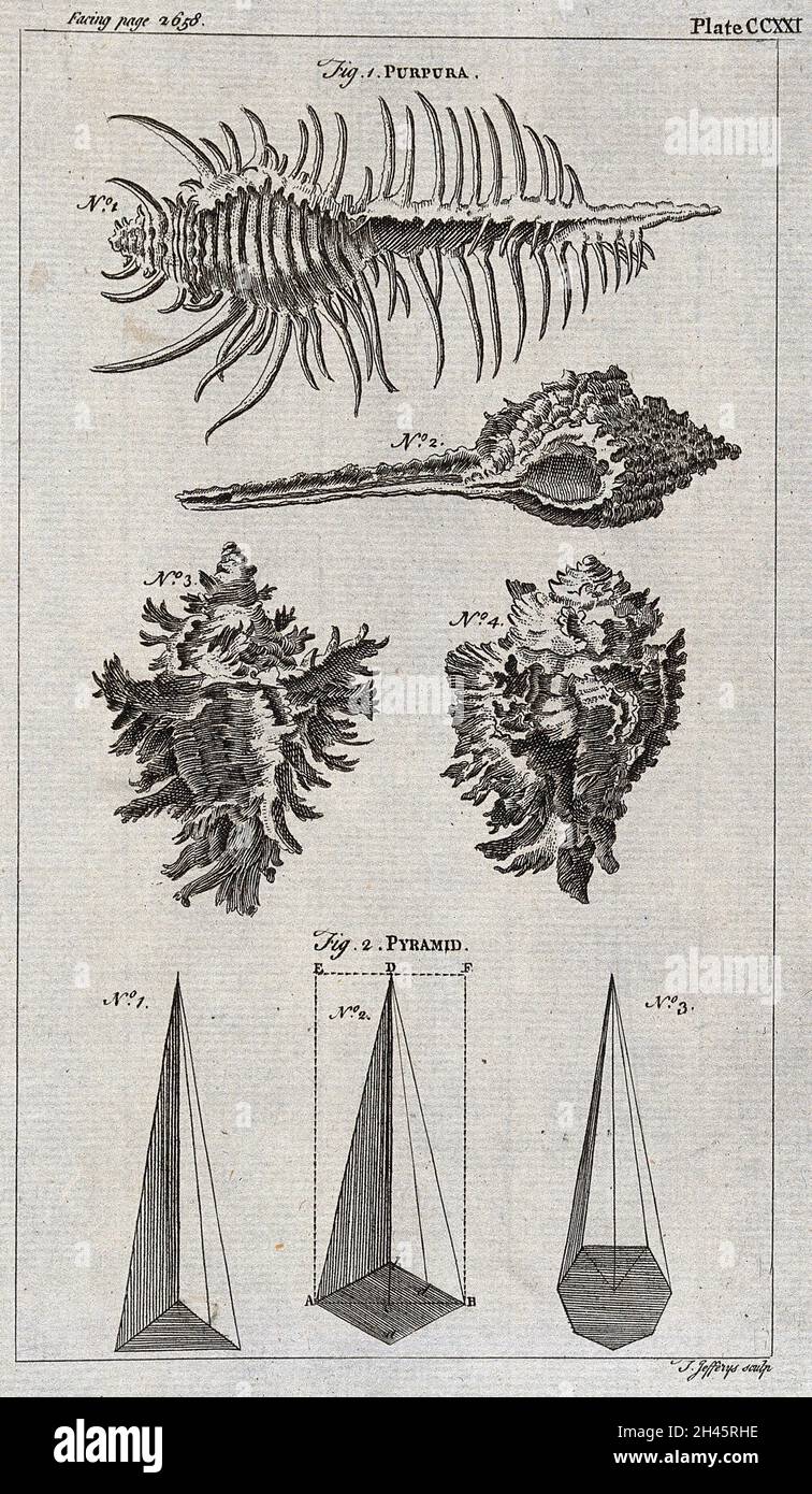 Above, the shell of a purpura; below, three sea shells and three ...