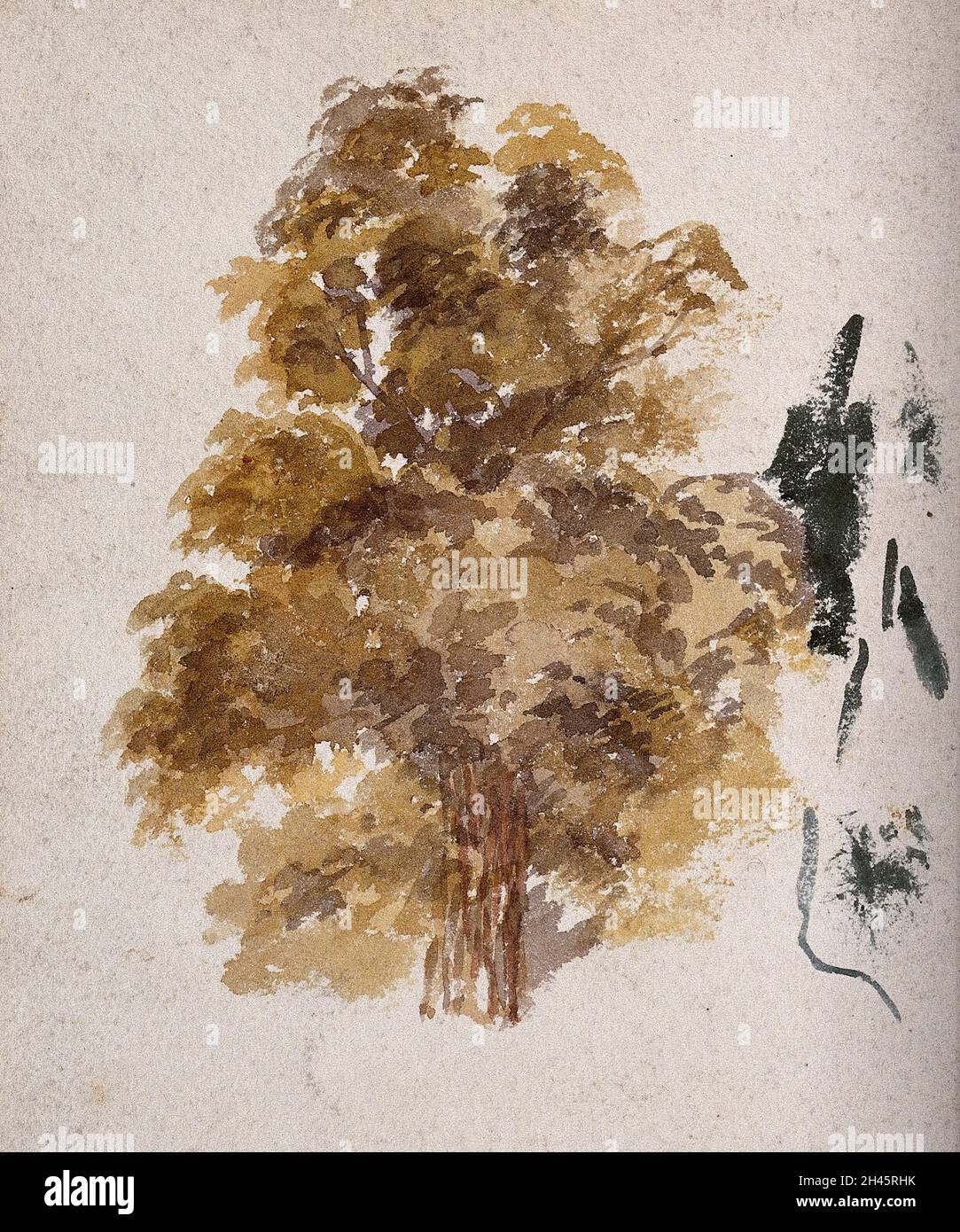 A tree. Watercolour Stock Photo - Alamy