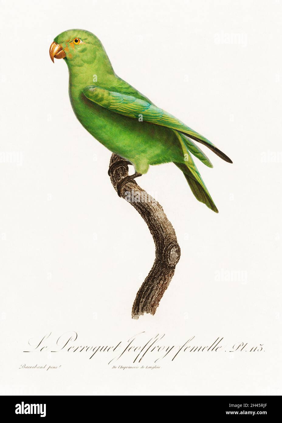 The Red-Cheeked Parrot, Geoffroyus geoffroyi, female from Natural ...