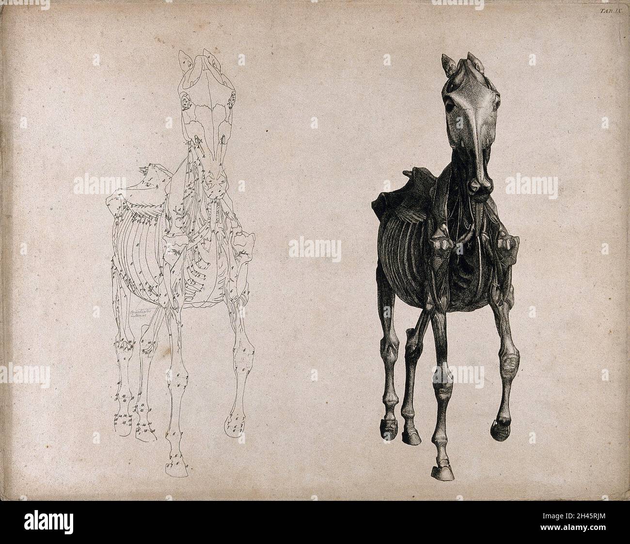 A horse, seen from the front: two écorché figures showing the muscles ...