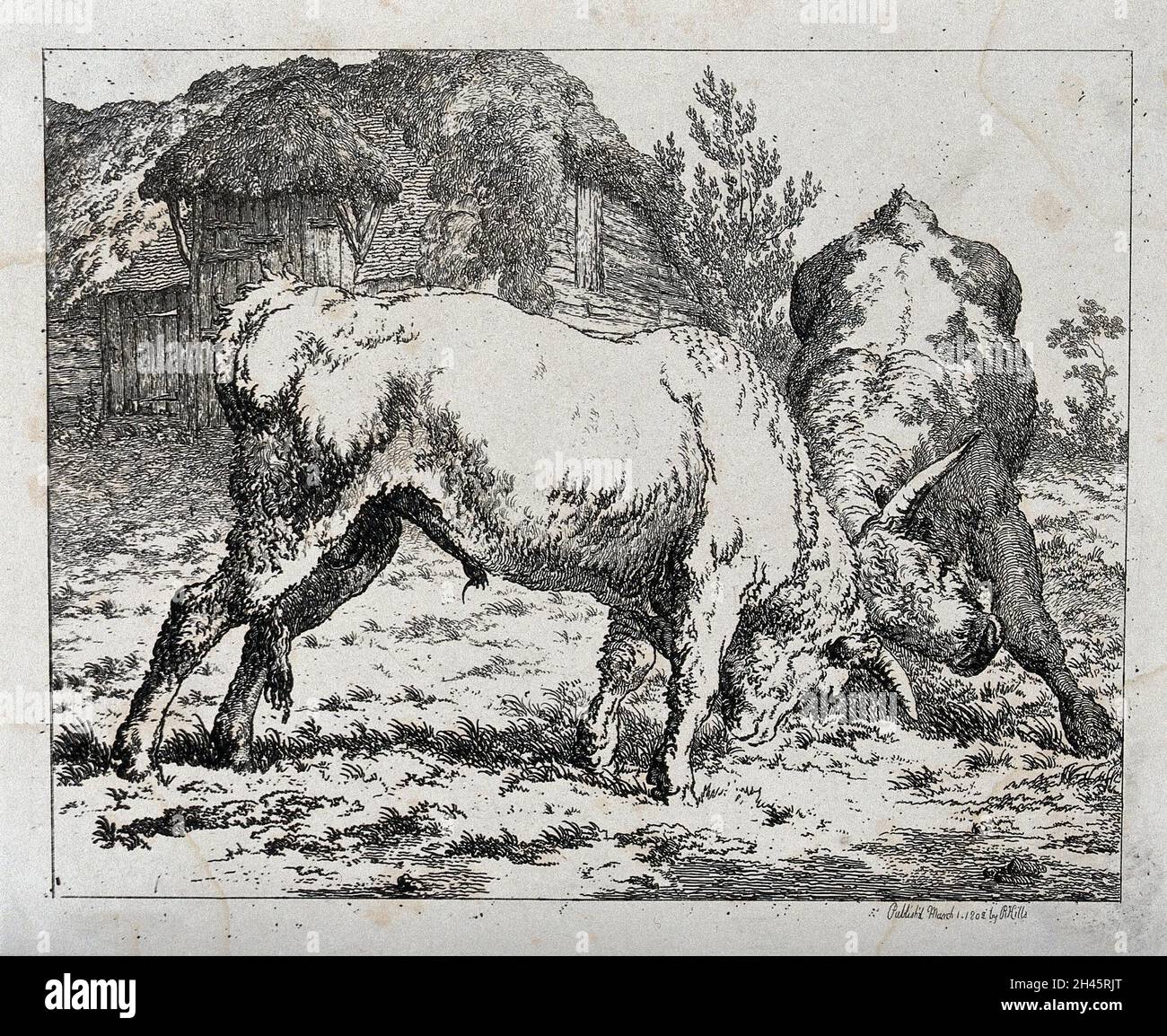 Two bulls engaged in a fight in an enclosure outside a thatched cottage ...