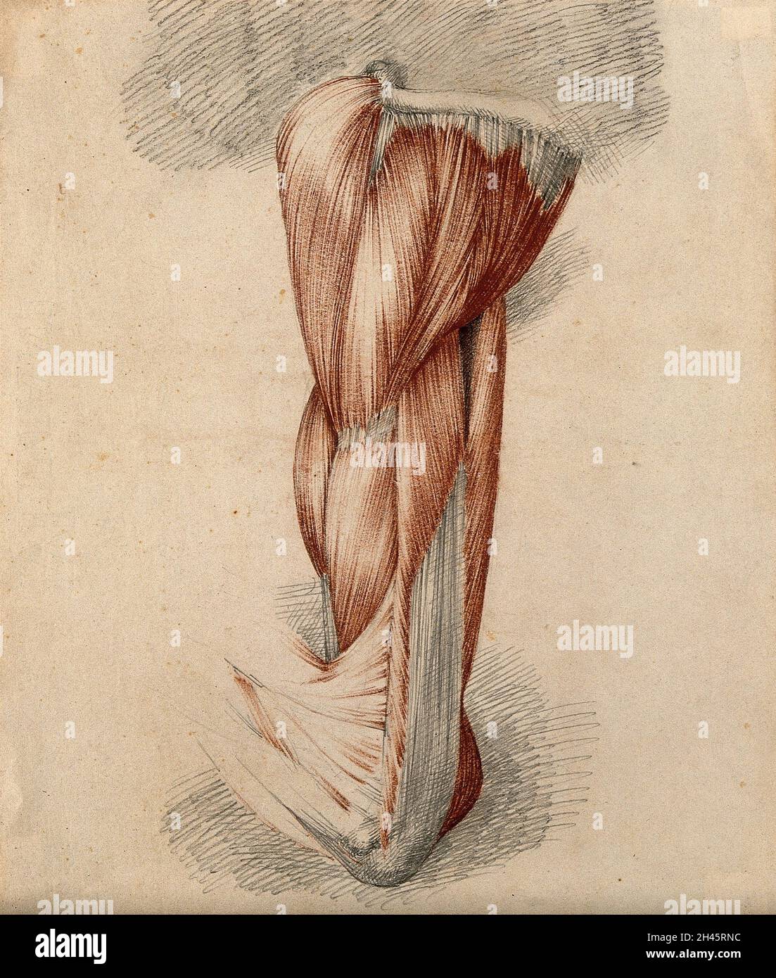 Human body muscles pencil drawing hi-res stock photography and images ...
