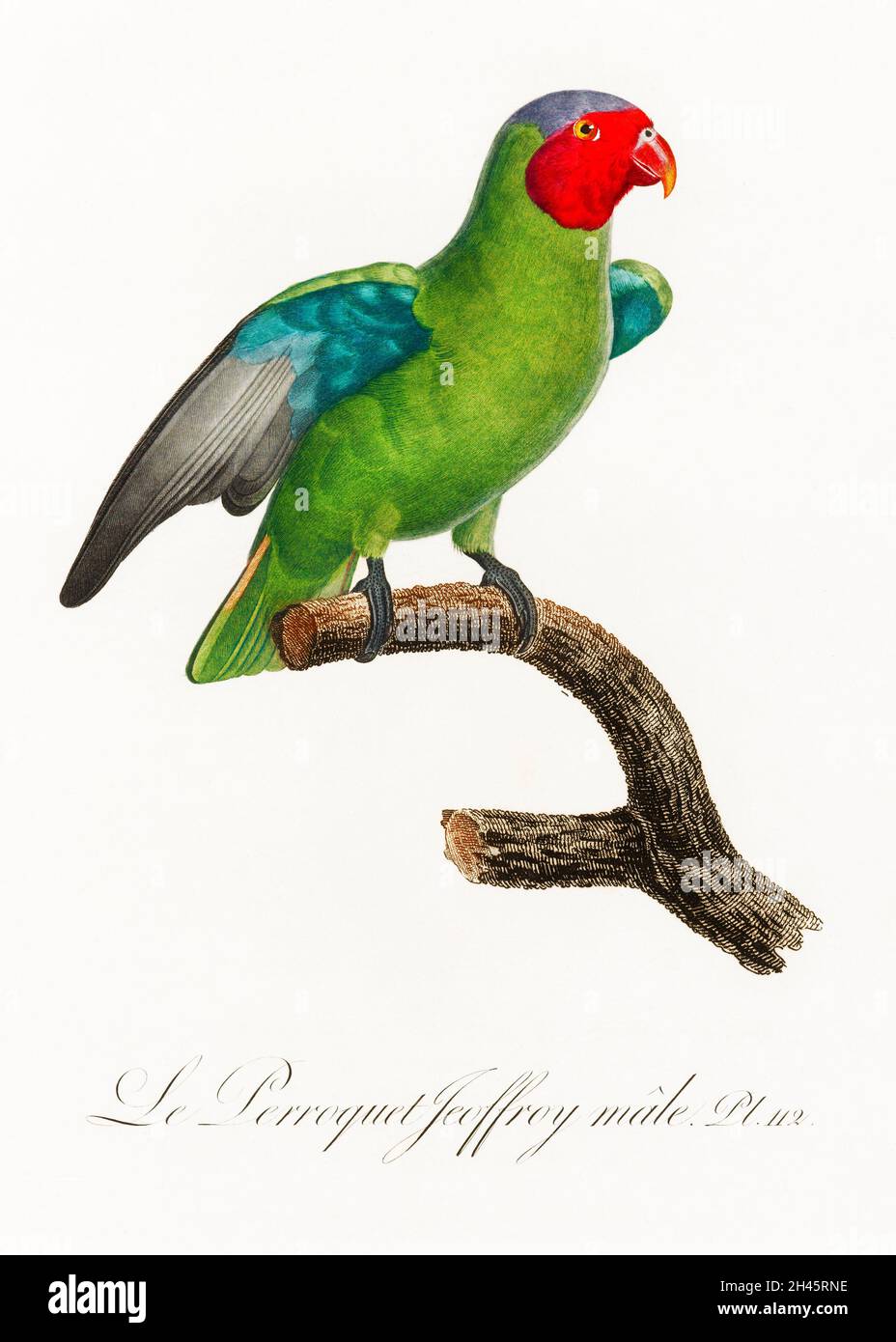 The Red-Cheeked Parrot, Geoffroyus geoffroyi, male from Natural History ...