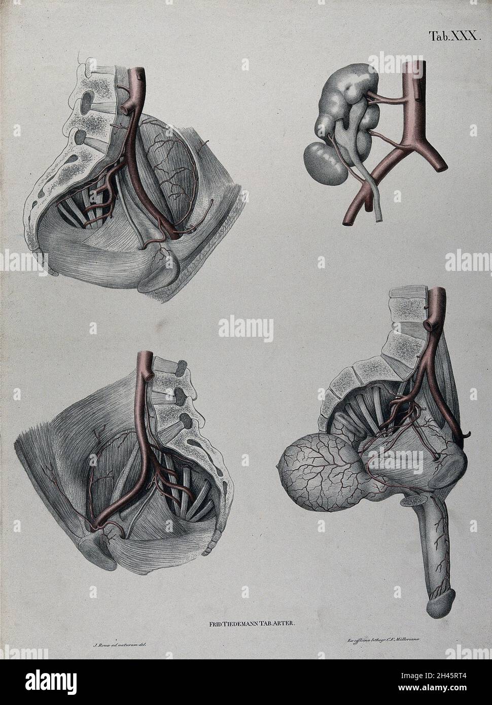 Dissections Of The Male Urogenital System And Pelvic Region Four