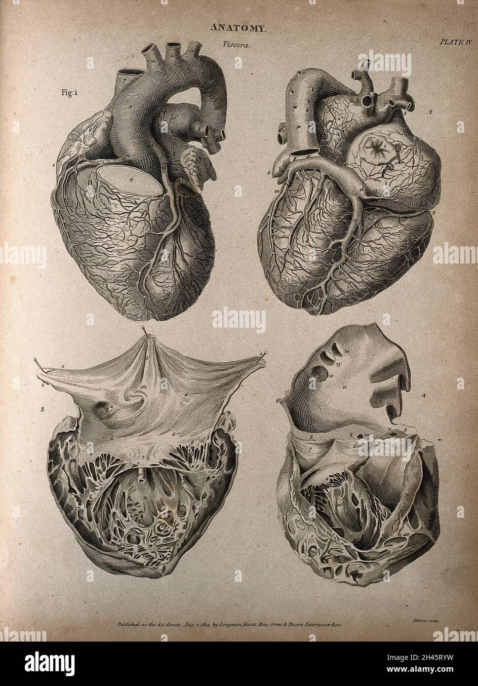 Human heart: four figures. Engraving by T. Milton, 1814 Stock Photo - Alamy