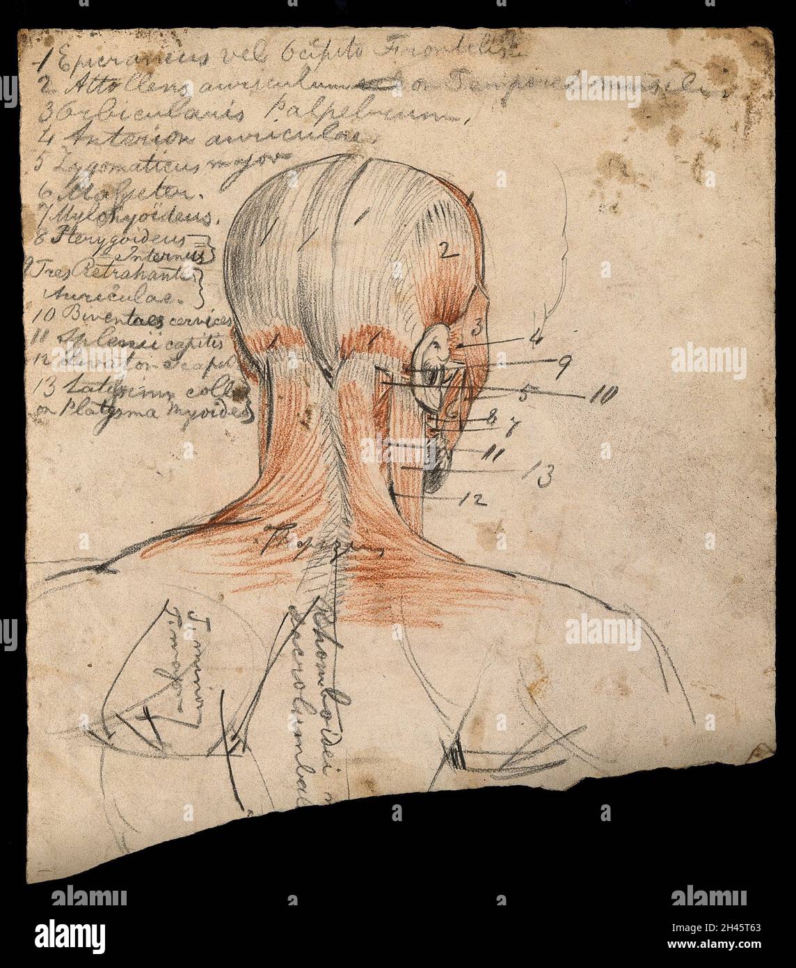 Muscles of the head and neck: an écorché figure seen from behind ...