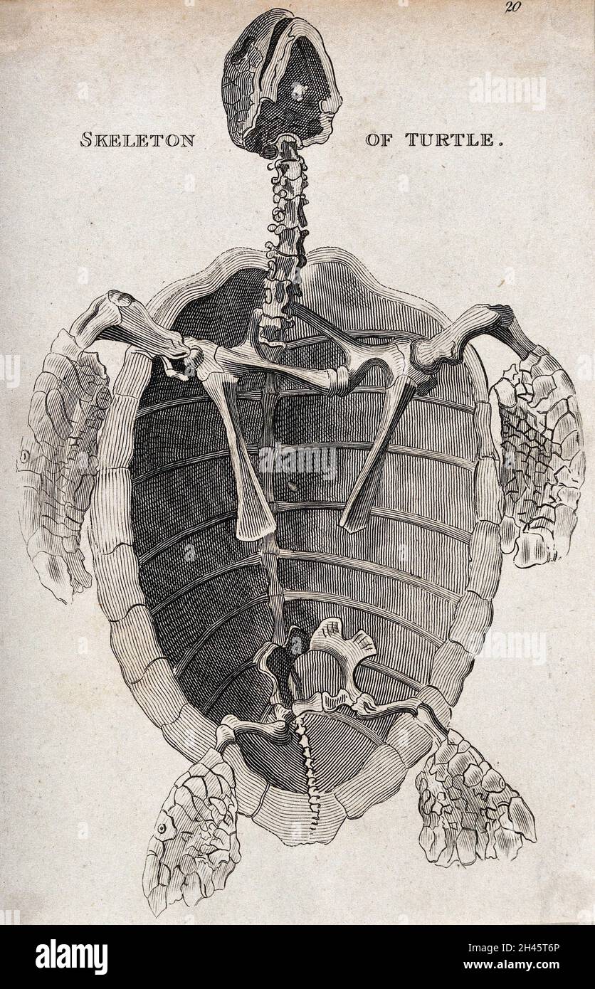 The skeleton of a turtle seen from below. Etching Stock Photo - Alamy