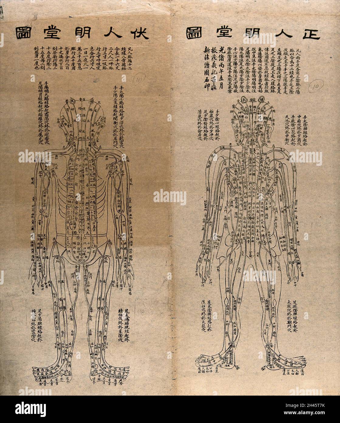The human body, showing a circulatory system: front and back views ...