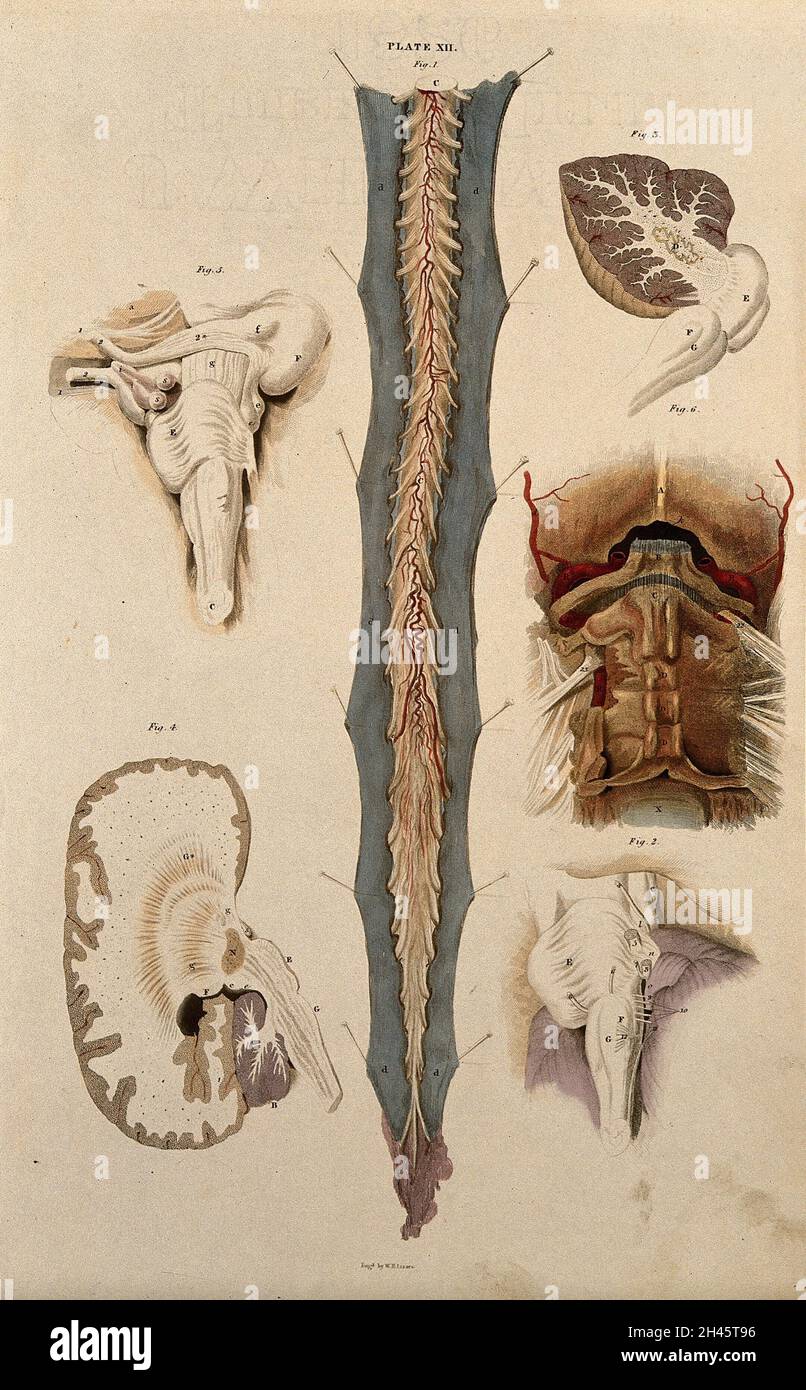 Brain and spinal cord: six figures showing various portions. Coloured ...