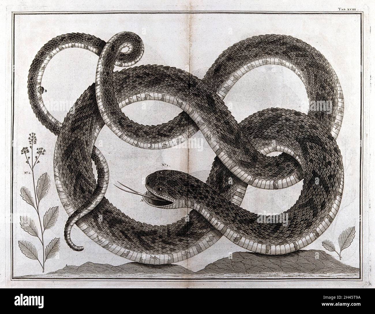 Snake. Etching, 18 Stock Photo - Alamy