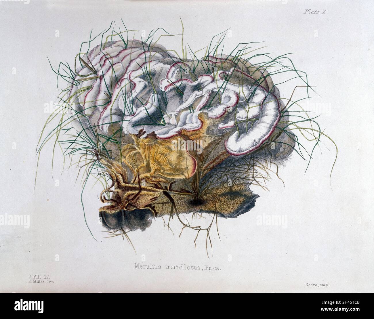 Illustrations of British Mycology Stock Photo - Alamy