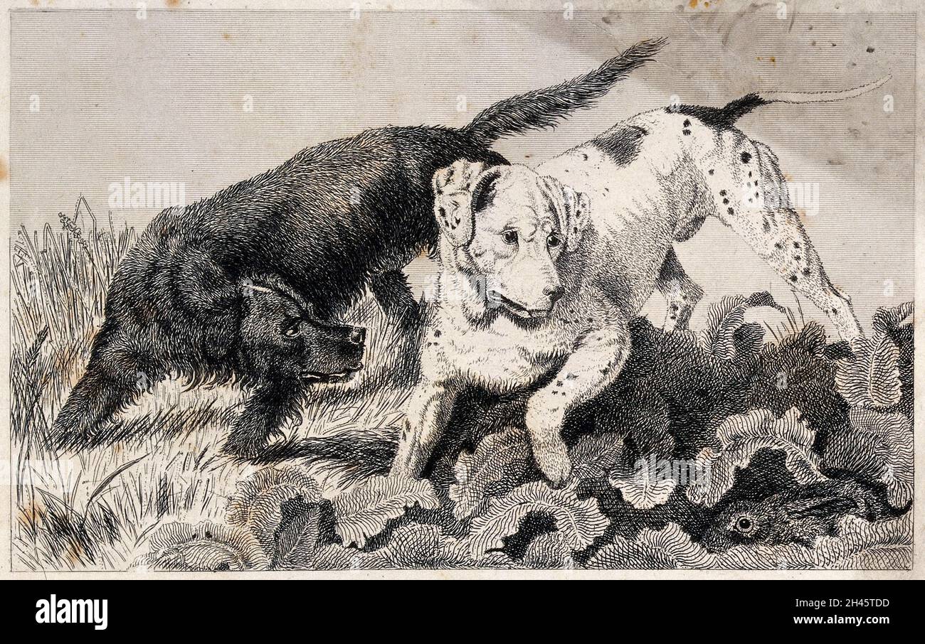 Two hunting dogs chasing a hare that is hiding in the grass. Etching ...