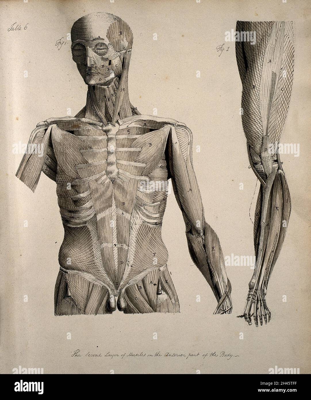Left, muscles of the head and trunk (front view); right, muscles of the ...