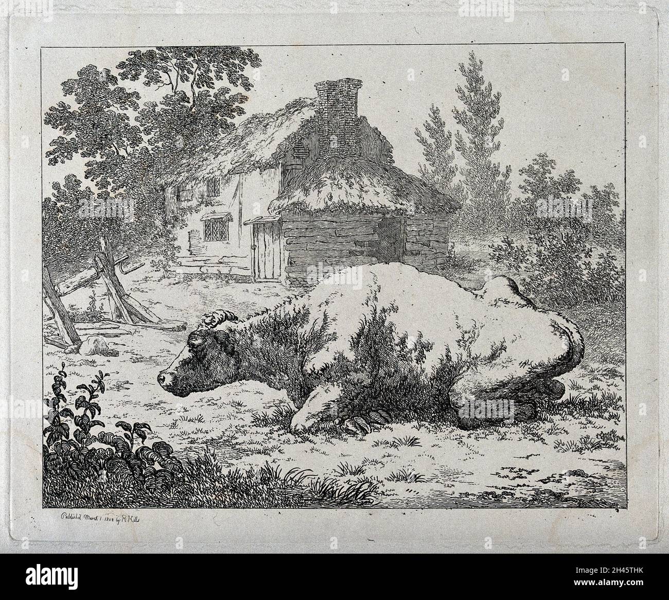 A bull resting in an enclosure outside a thatched cottage. Etching ...