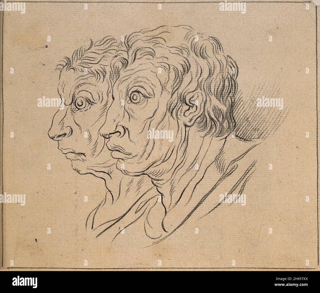 Ox drawing hi-res stock photography and images - Alamy