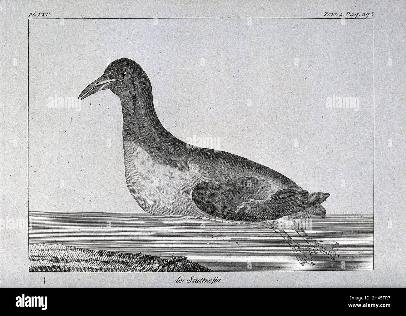 Diving etching hi-res stock photography and images - Alamy