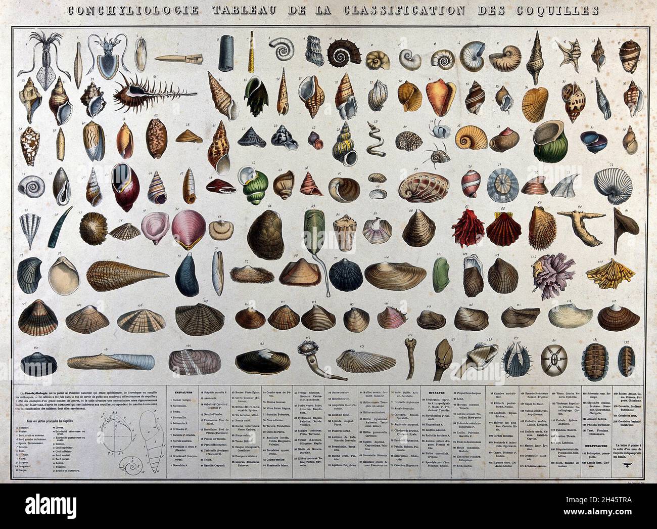 Mollusc shells: classification chart showing 132 varieties, with a ...