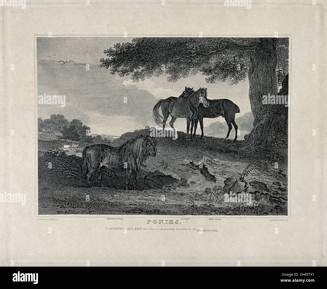 Three ponies standing in a field under an oak tree. Etching by J. Scott ...