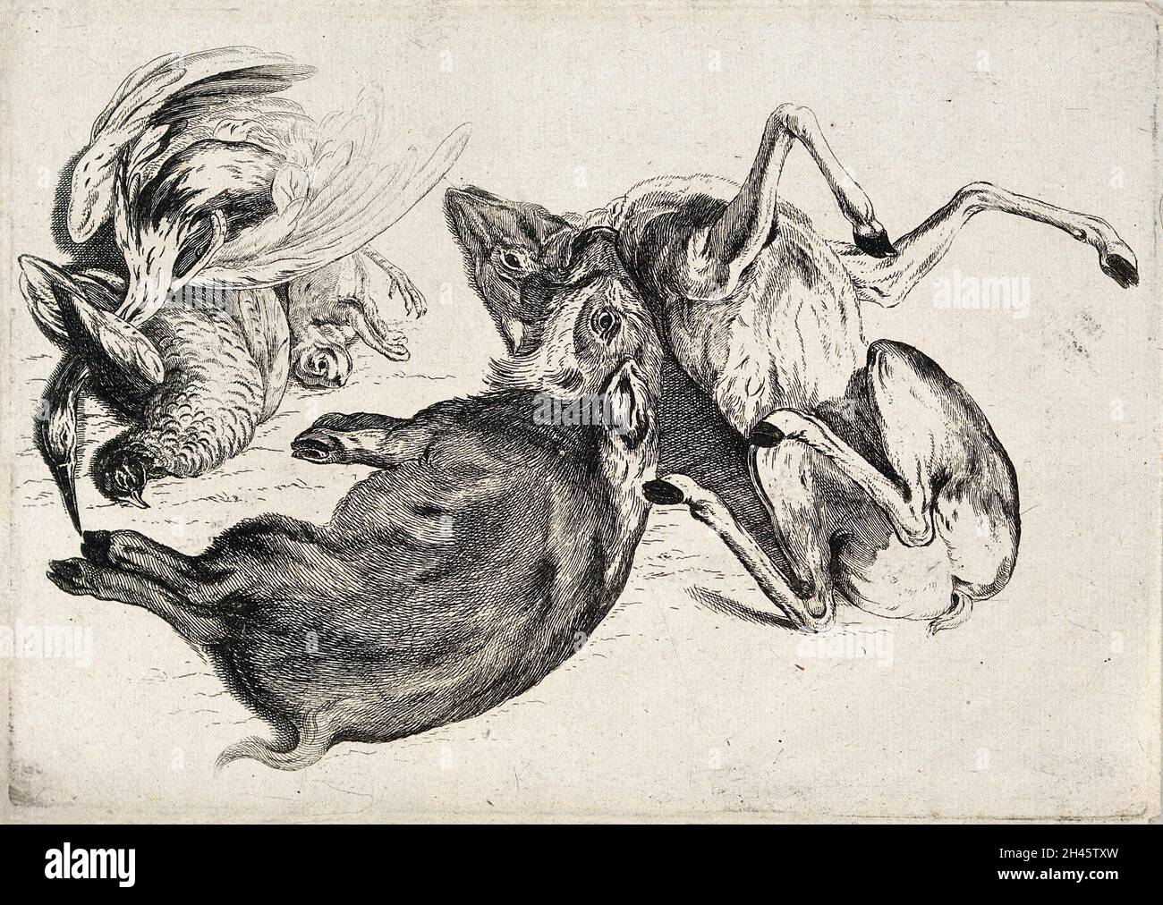 A dead boar, deer, pheasants and other animals. Etching attributed to ...