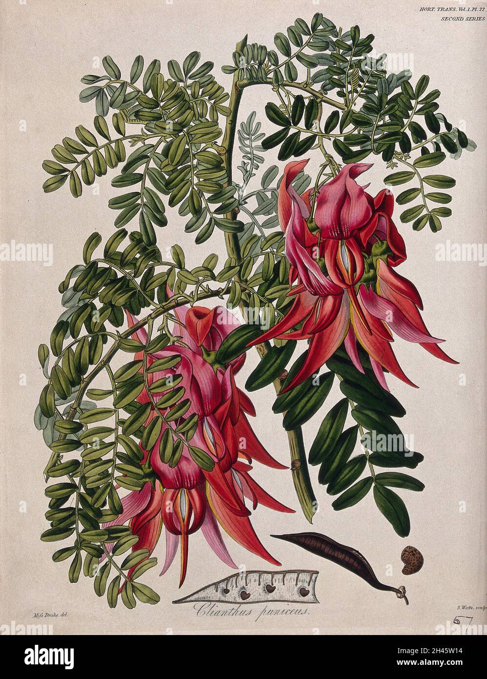 Glory pea (Clianthus puniceus): flowering stem, pod and seed. Coloured ...