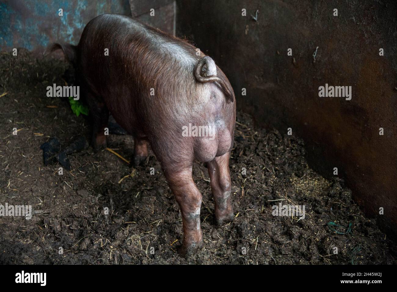 Swirling Pig Tail andLarge Wild Boar Eggs wild pig with dark brown hair ...