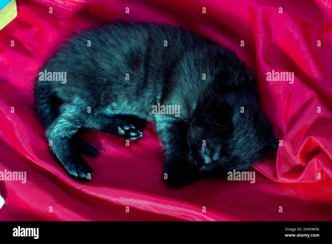 the cat gave birth to kittens. Mother cat gave birth in the sand new ...