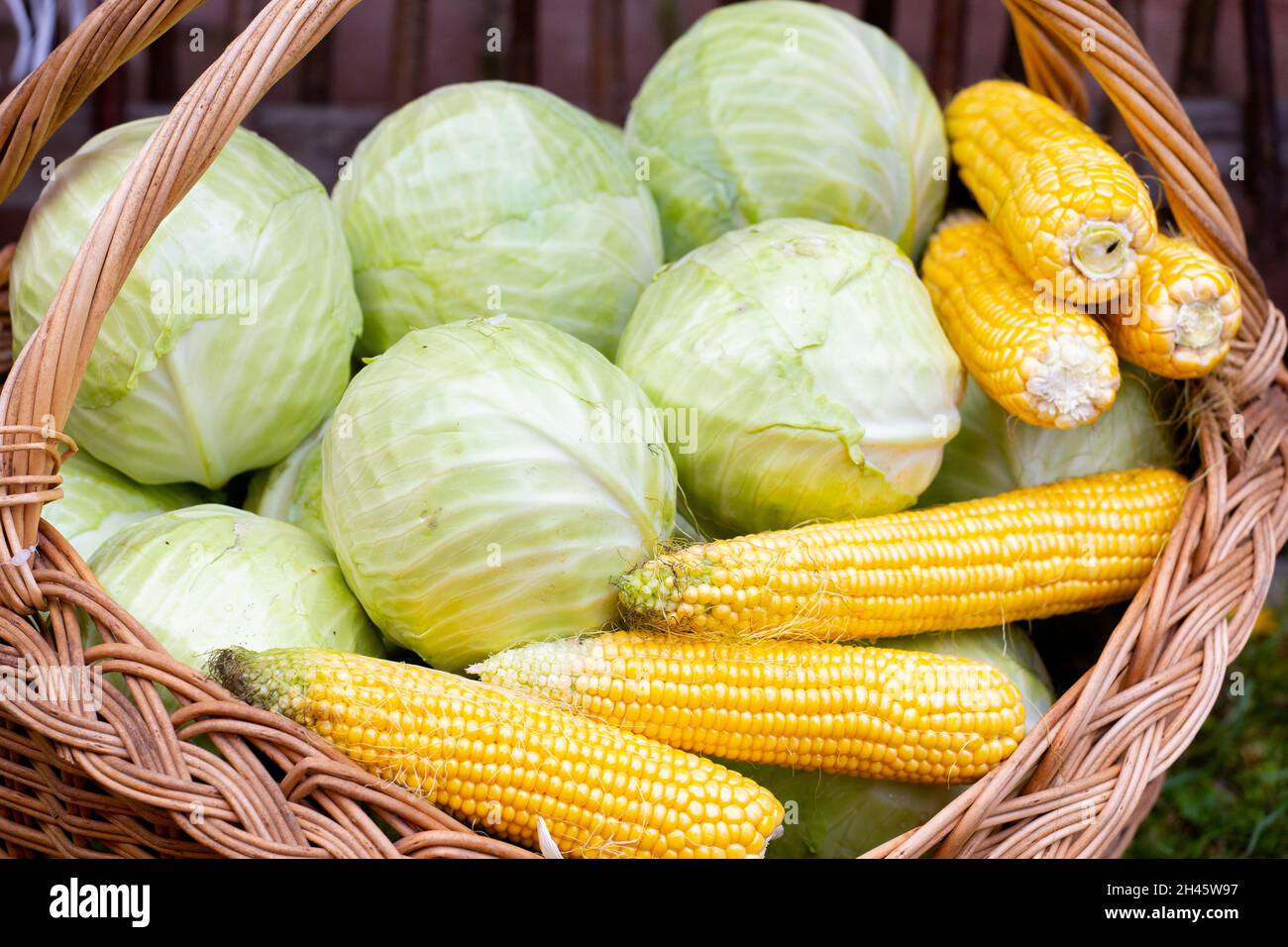 White cabbage yellow corn and yellow cabbage in the wicker basket ...