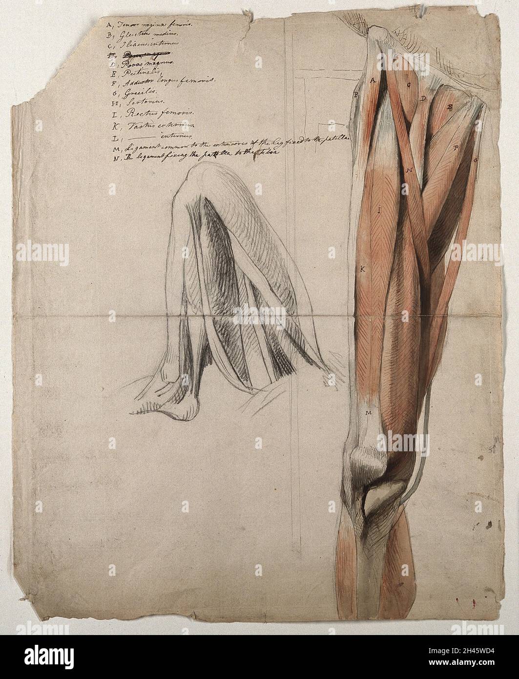 Knee muscles tendons bent hi-res stock photography and images - Alamy