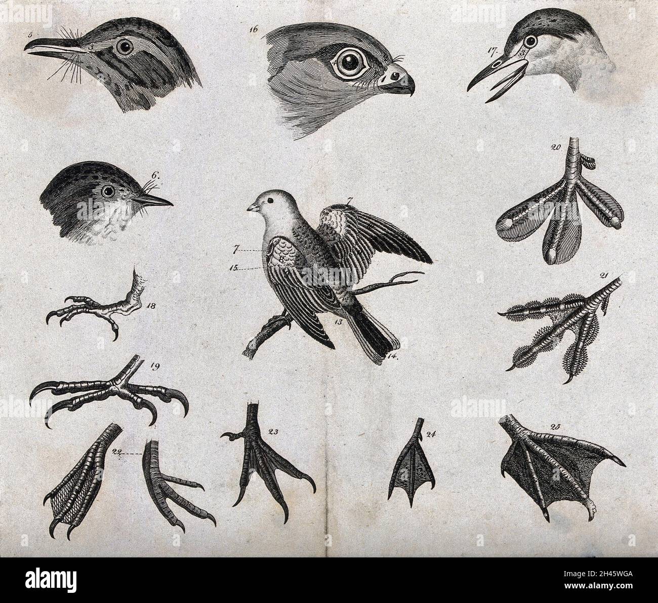 A whole bird surrounded by four different birds' heads and eight types ...