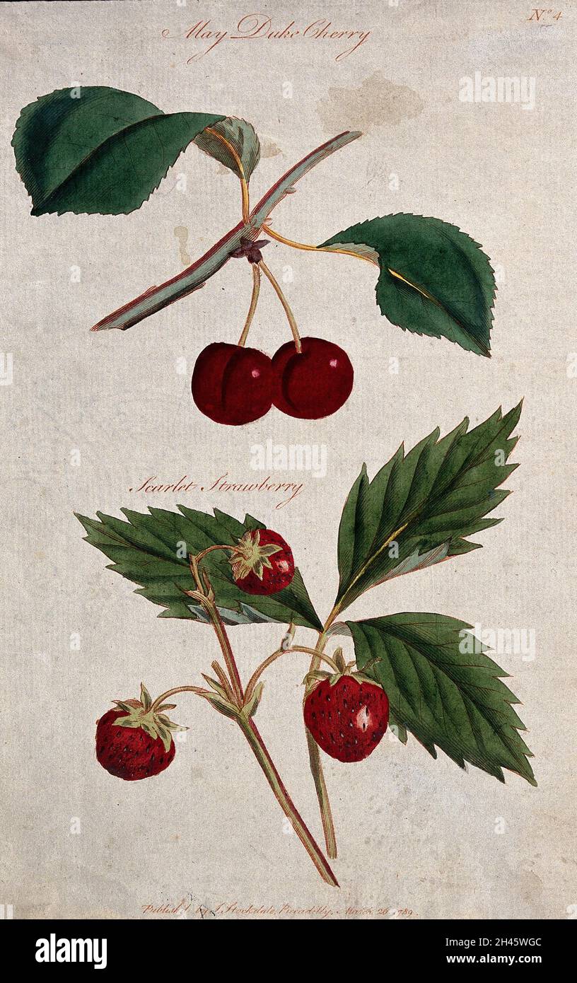 A cherry (Prunus cultivar) and strawberry (Fragaria cultivar): fruiting ...