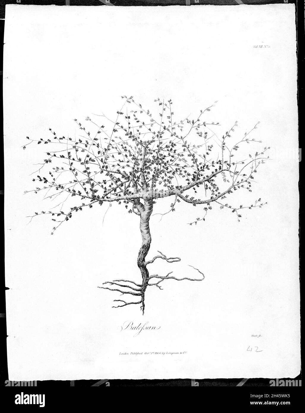 Mecca balsam (Commiphora opobalsamum): entire young plant. Line ...