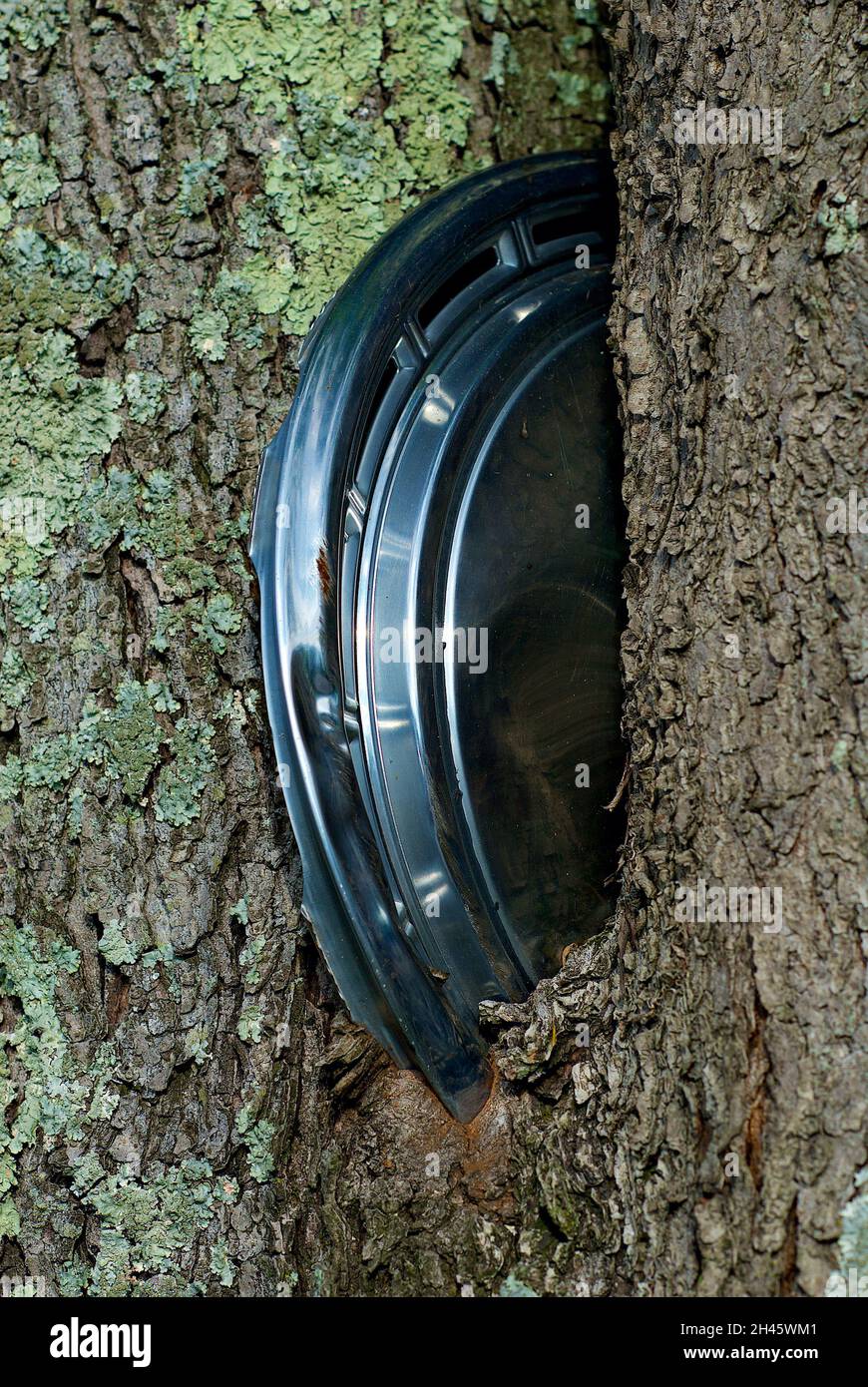 An old car tire's metal hubcap is embedded in the fork of a mature tree ...