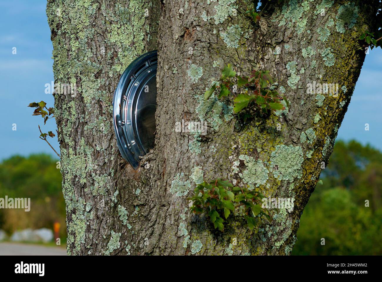 An old car tire's metal hubcap is embedded in the fork of a mature tree ...