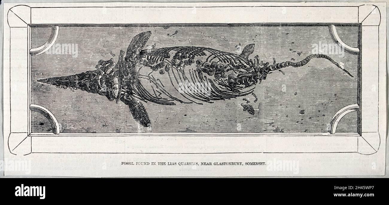 Prehistoric discovery hi-res stock photography and images - Alamy