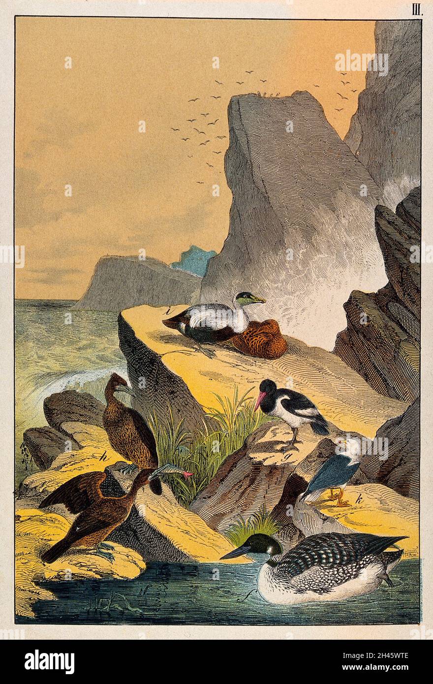 A variety of ducks and birds is resting on a cliff while a heron is ...