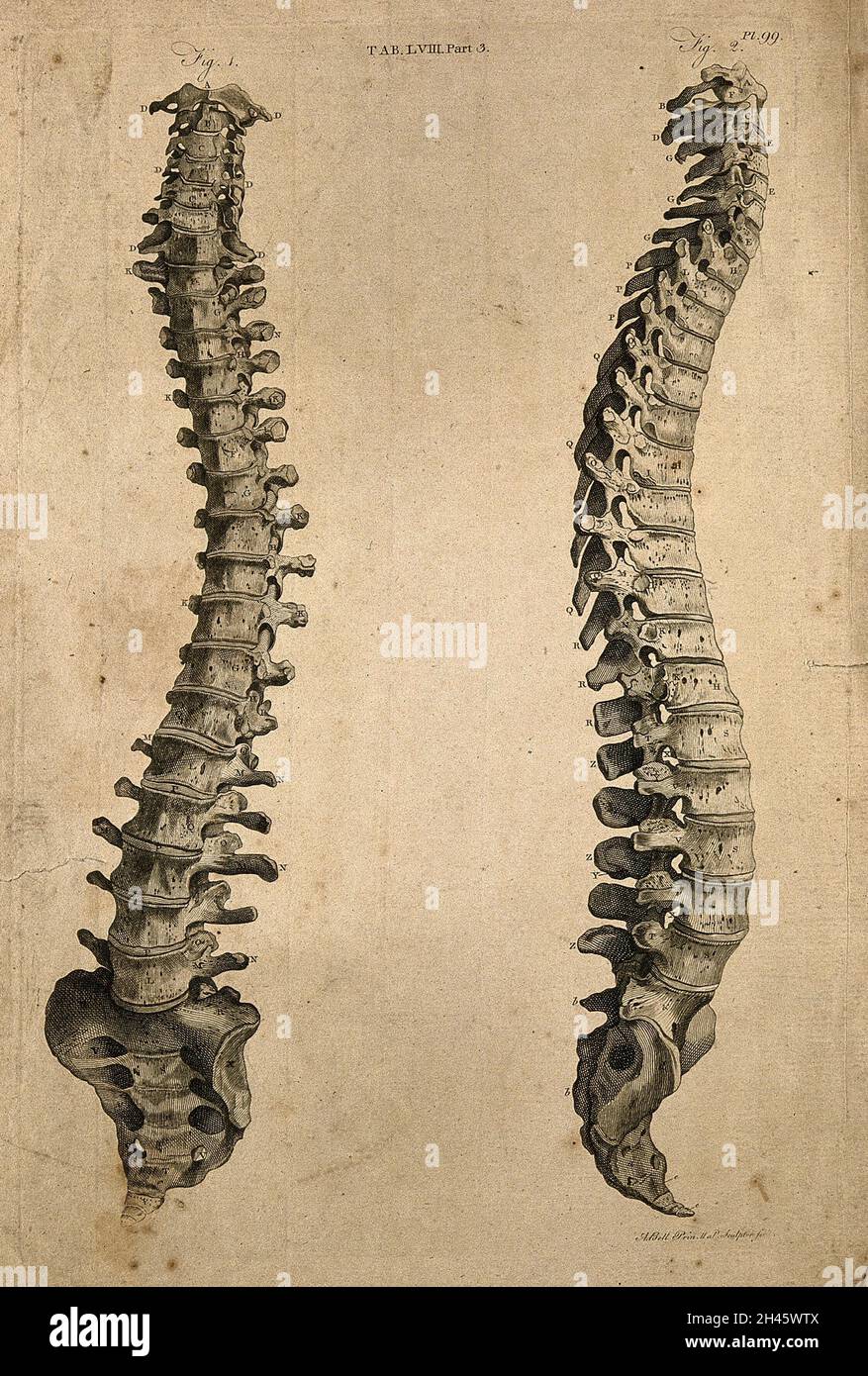 Vertebral column: two figures showing front and side views. Line ...