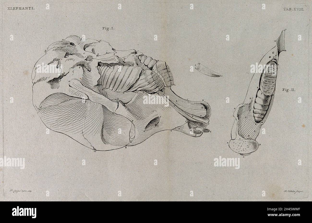 Elephant skull, side view: three figures, including a tooth. Etching by ...